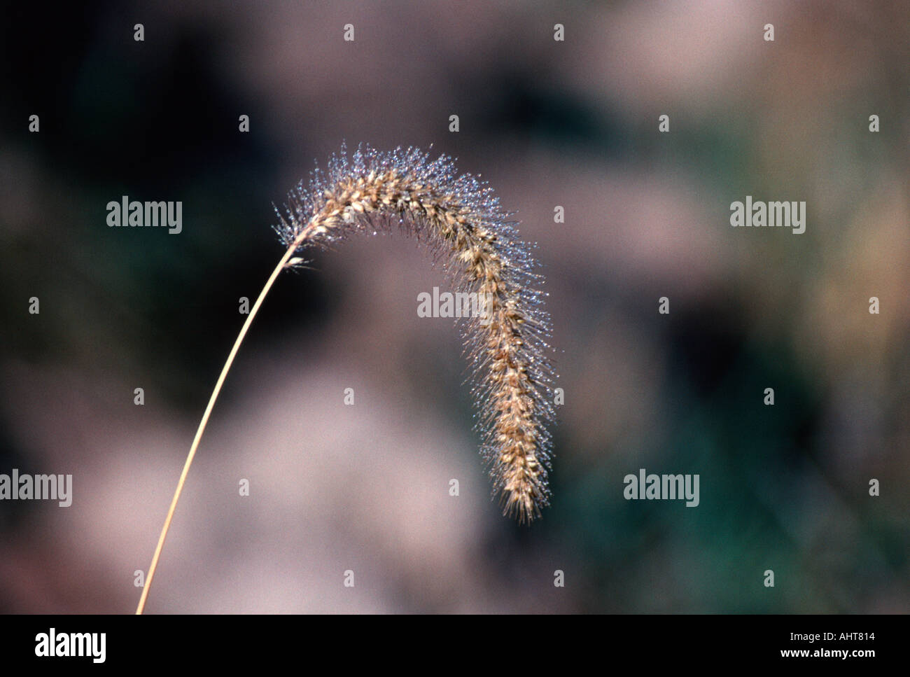 Silver dew hi-res stock photography and images - Alamy