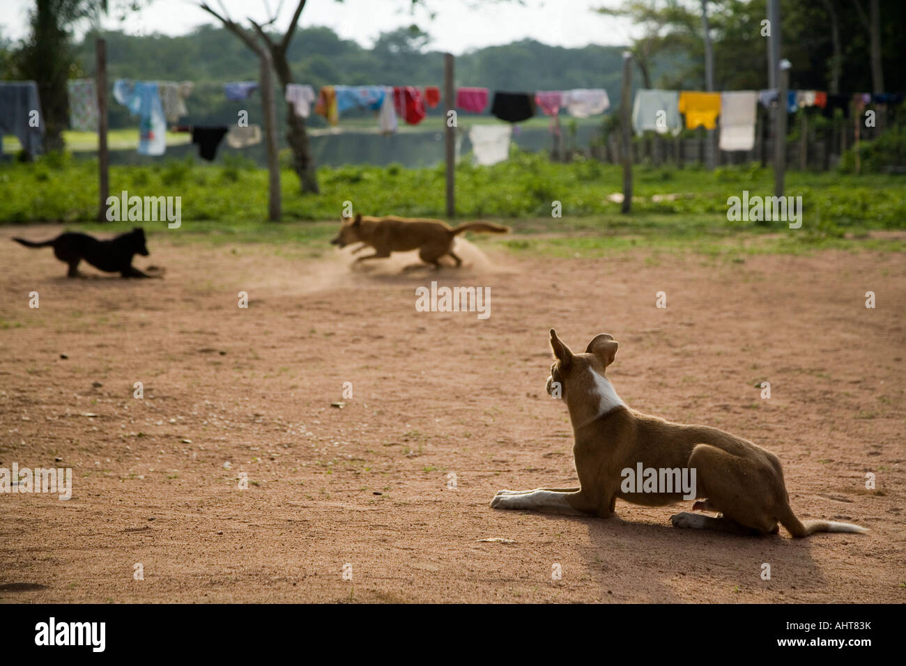 Dogs playing in Florida, Bolivia Stock Photo - Alamy