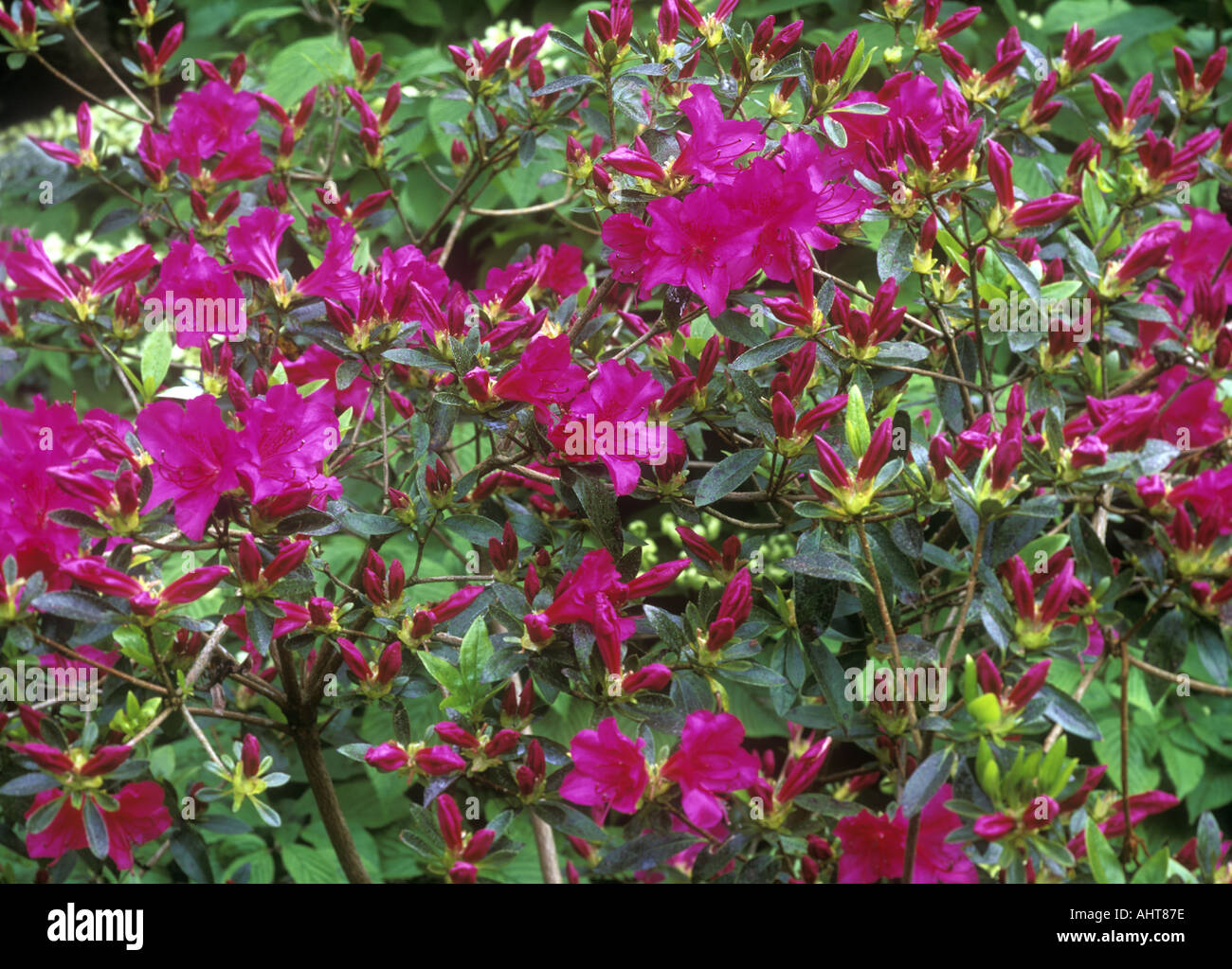 Azalea japonica Blue Danube Stock Photo - Alamy