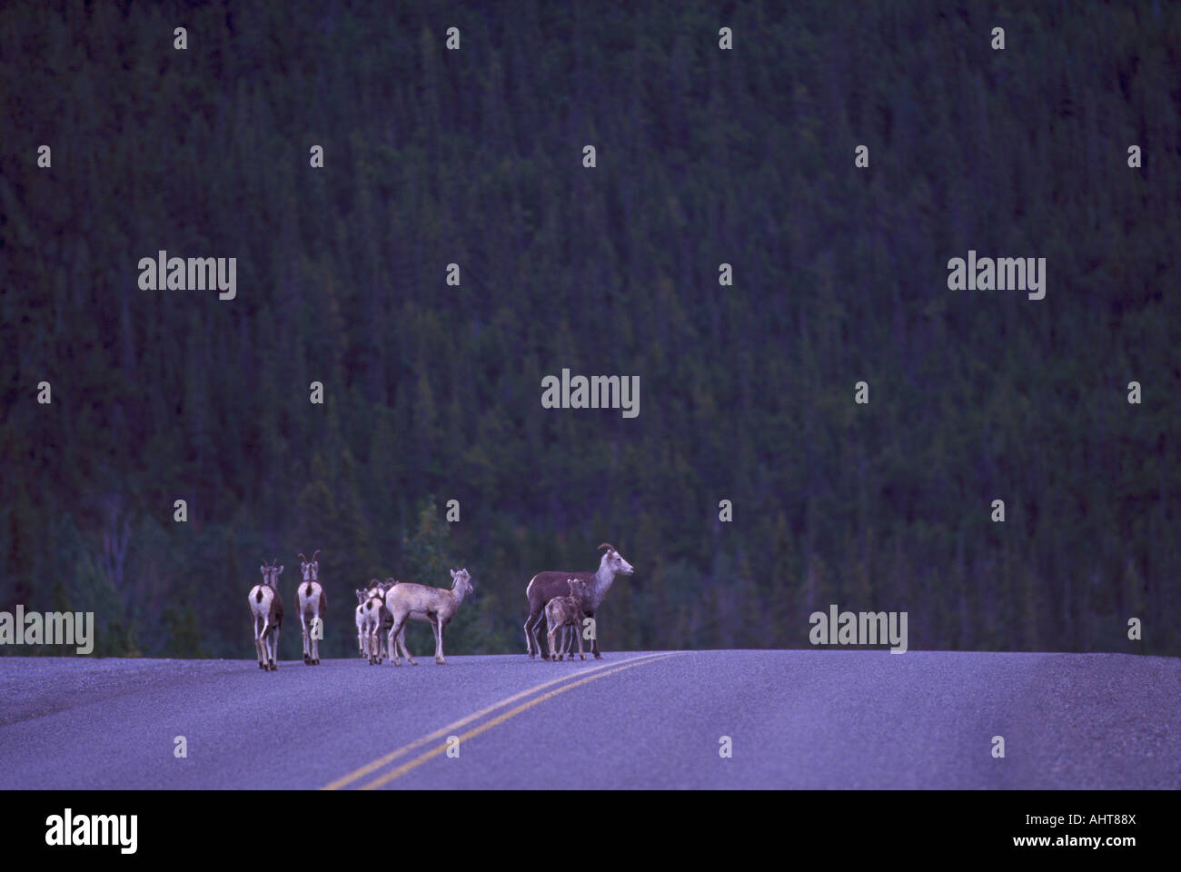 Stone Sheep (Ovis dalli stonei) also known as Thinhorn Sheep on Alaska ...