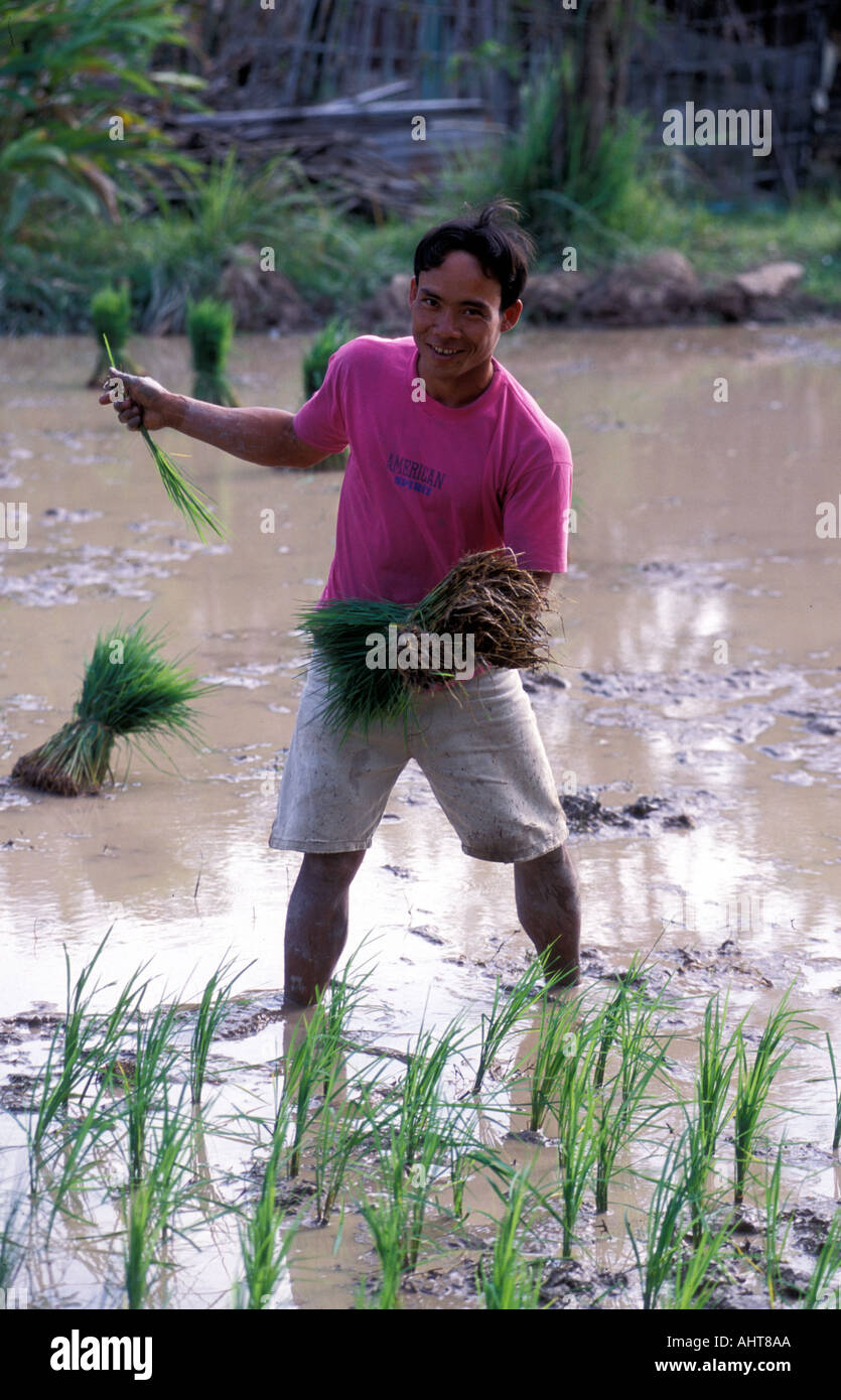 Laos Vientiane Rice planting Stock Photo - Alamy
