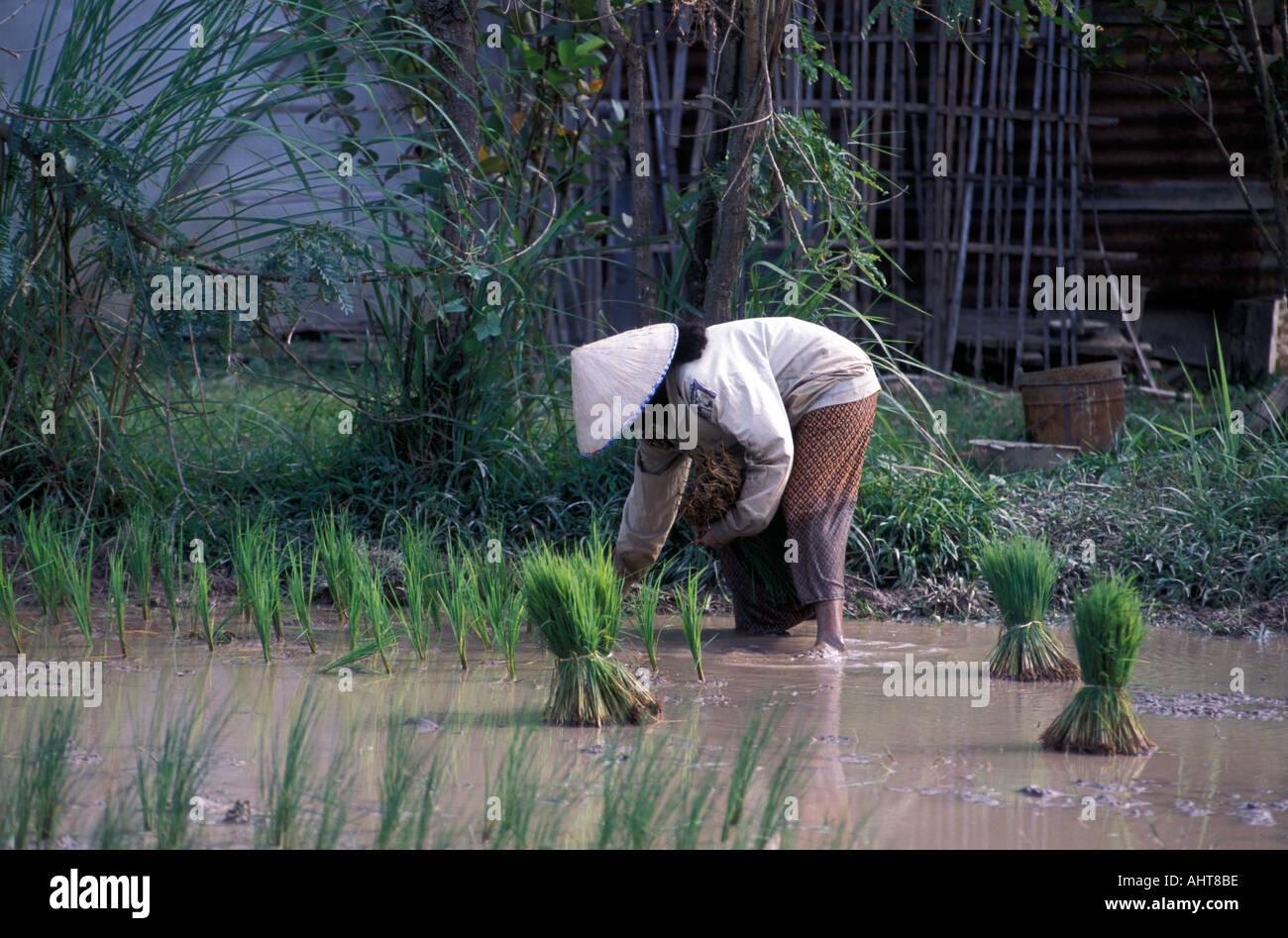 Laos Vientiane Rice planting Stock Photo - Alamy