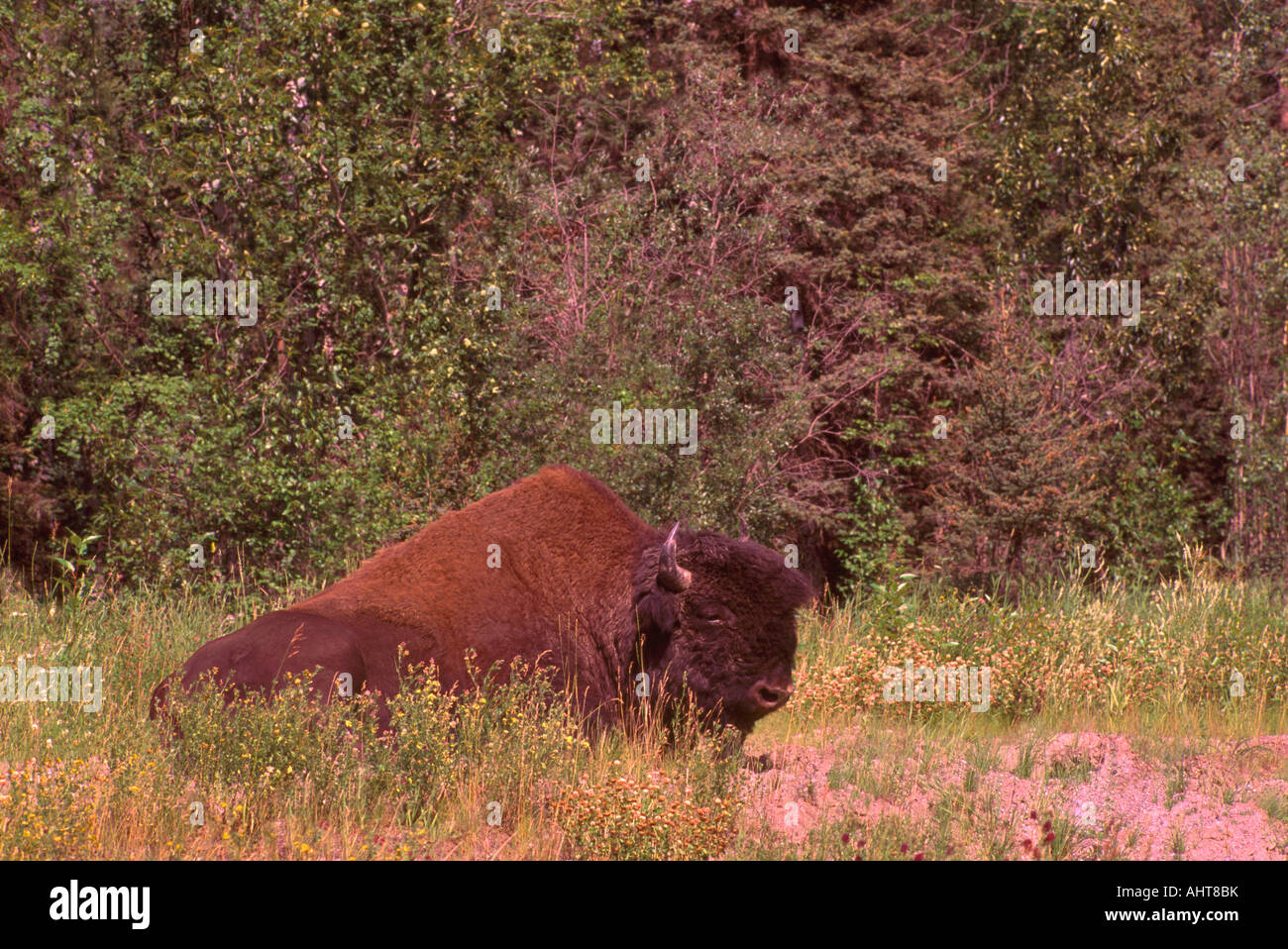 Bison on highway hi-res stock photography and images - Alamy