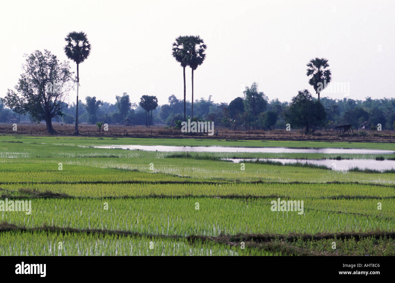 Laos Vientiane Rice fields Stock Photo - Alamy