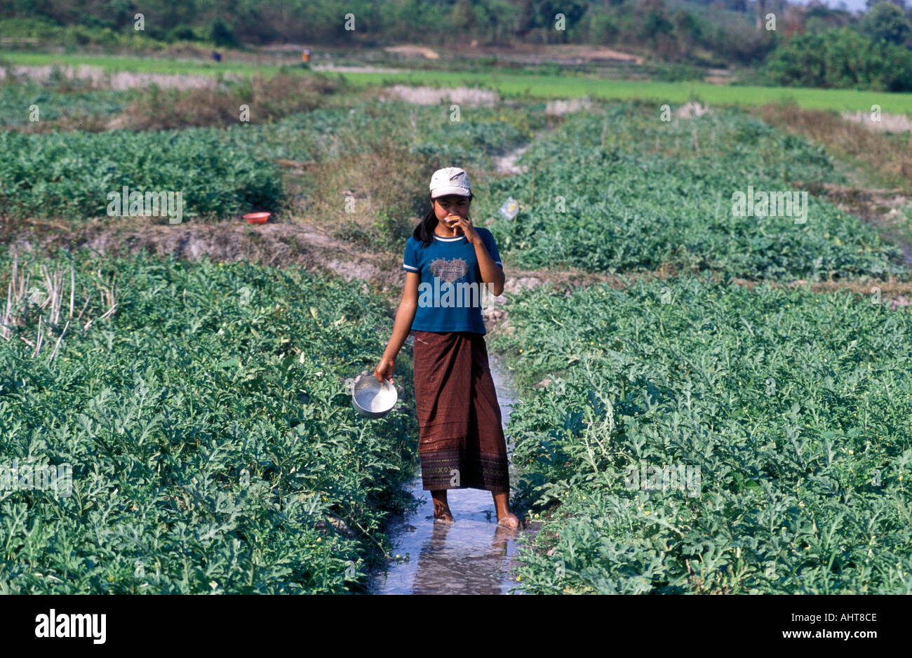 Laos Sayabouli Vegetable farming Stock Photo - Alamy