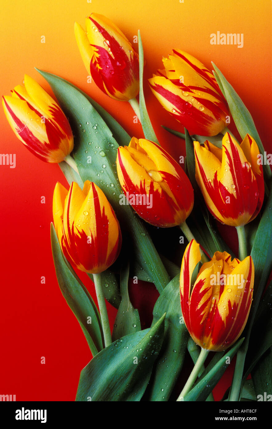 Flame tulips seven Stock Photo - Alamy