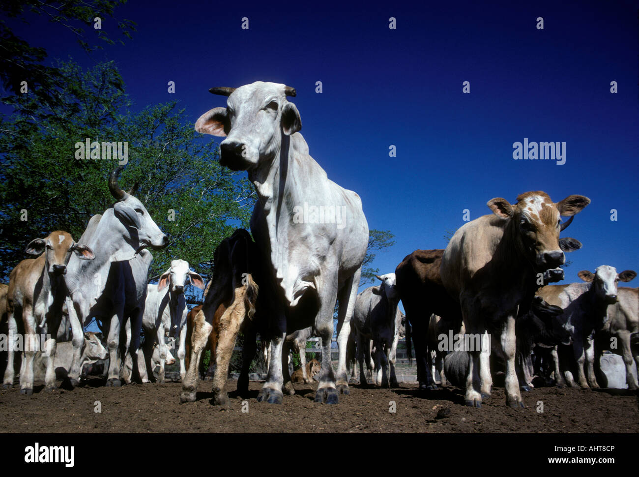 Cattle ranch, Canas, Guanacaste Province, Costa Rica, Central America ...