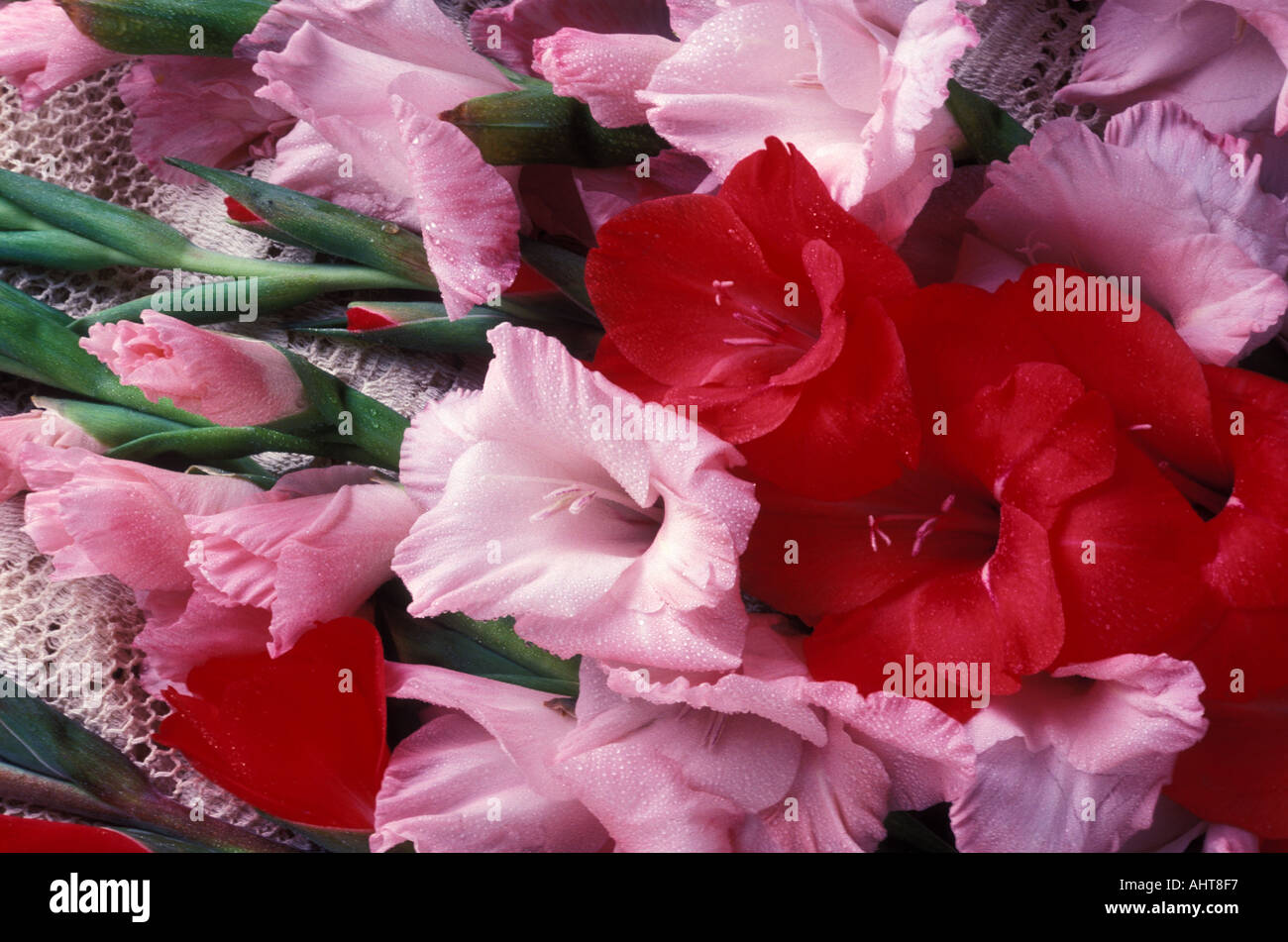 Gladiolas hi-res stock photography and images - Alamy