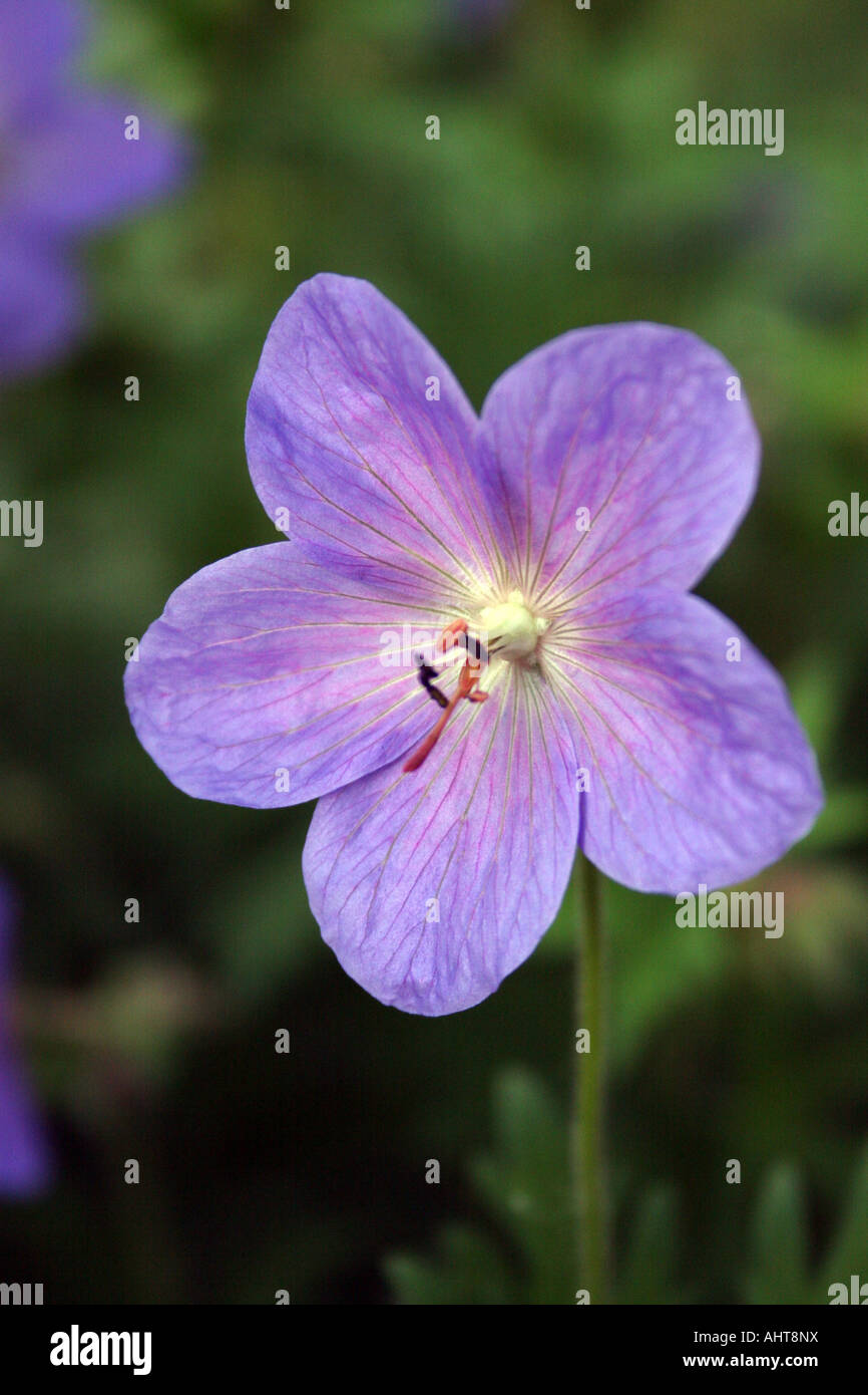BLUE GERANIUM. CRANESBILL. HIMALAYENSE Stock Photo - Alamy