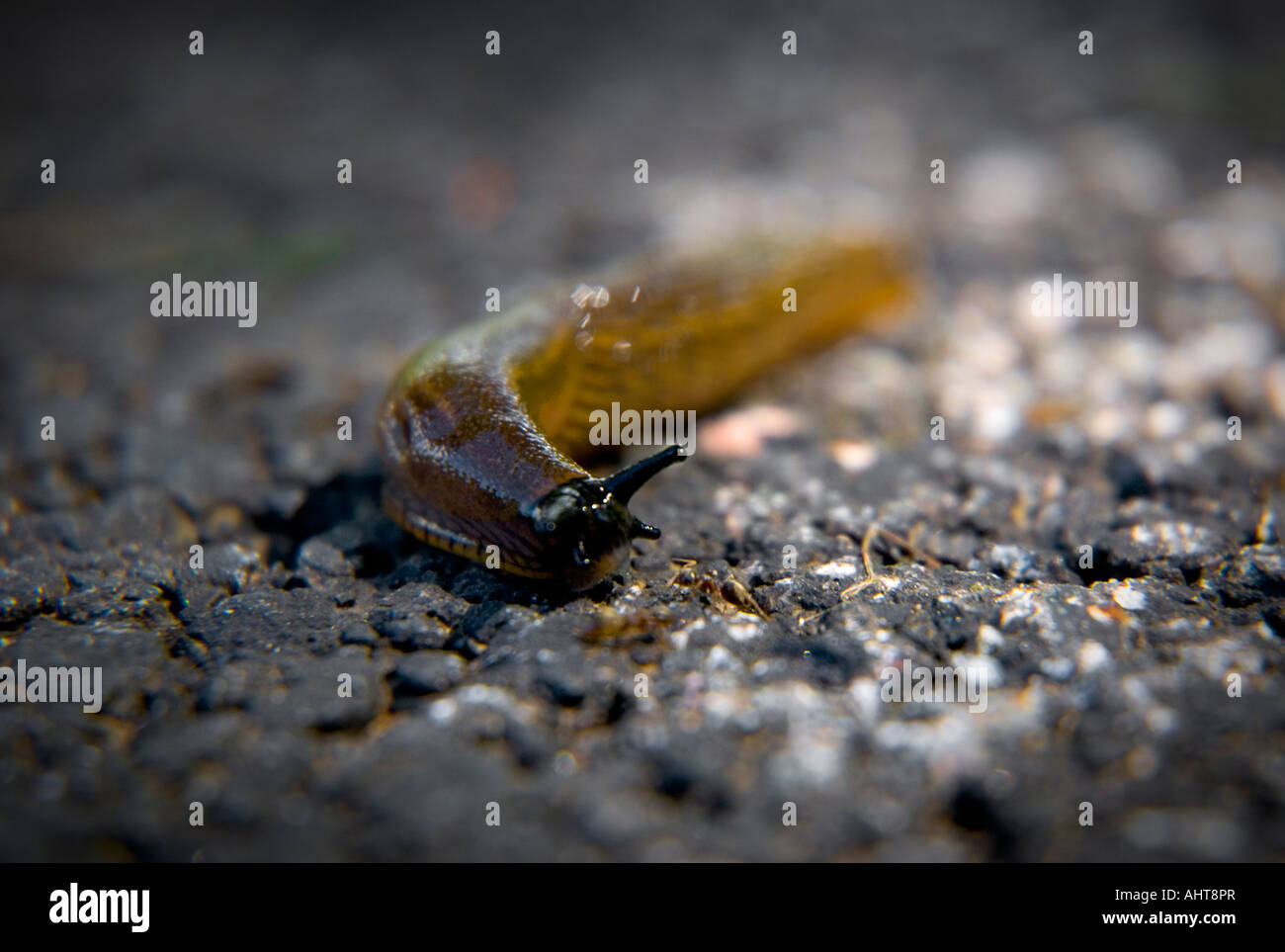 Spanish slug, ARION LUSITANICUS, also known as killer slug Stock Photo ...