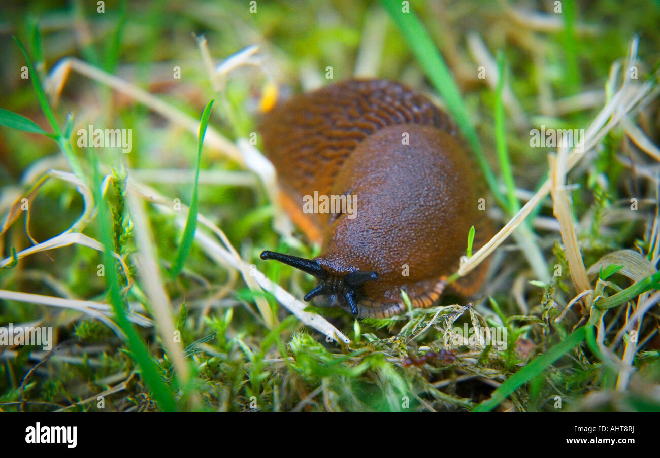 Spanish slug, ARION LUSITANICUS, also known as killer slug Stock Photo ...