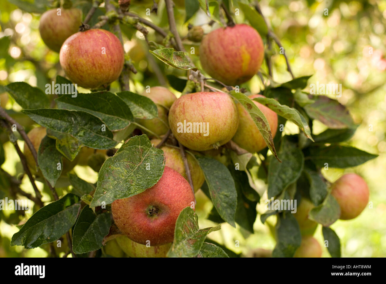 apples in an orchard Stock Photo - Alamy