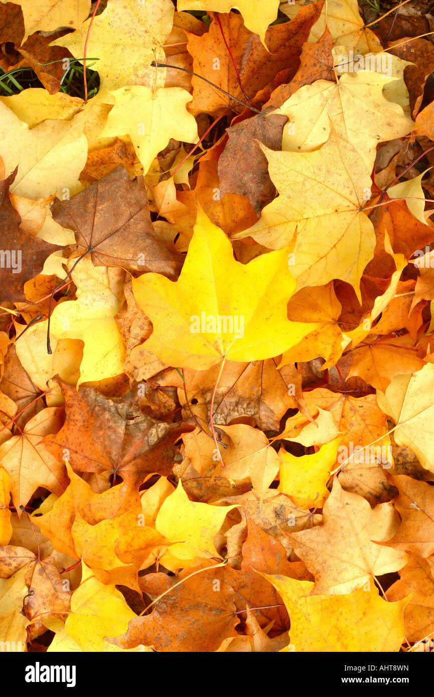 Golden yellow autumn leaves fall season Stock Photo - Alamy