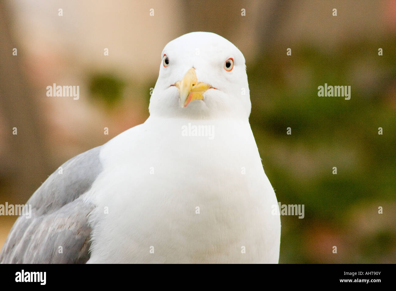 Seagull looking into the lens, Varna, Bulgaria, Black Sea Stock Photo ...