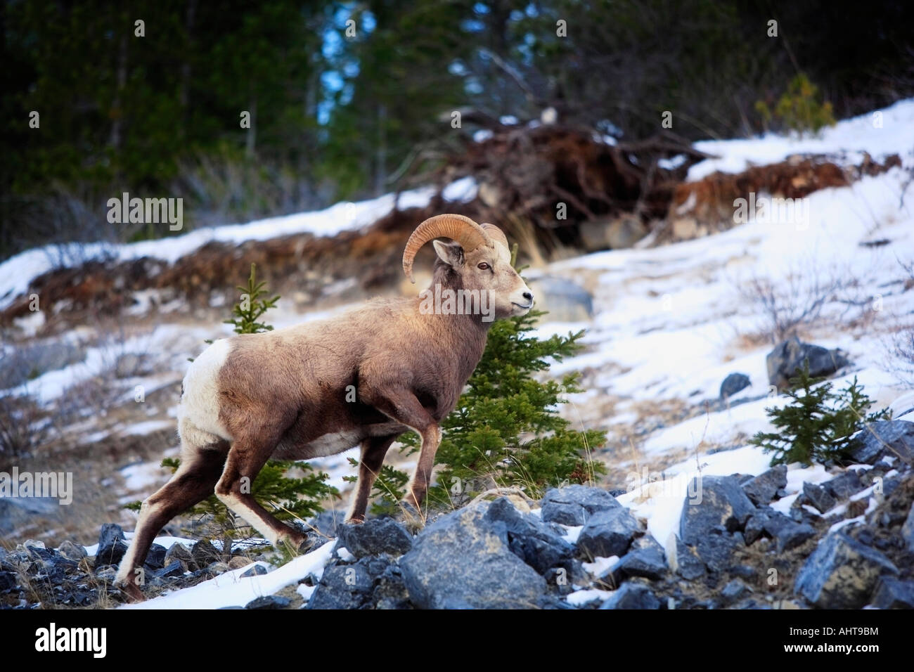 Bighorn sheep climbing snowy rocky hill Stock Photo - Alamy