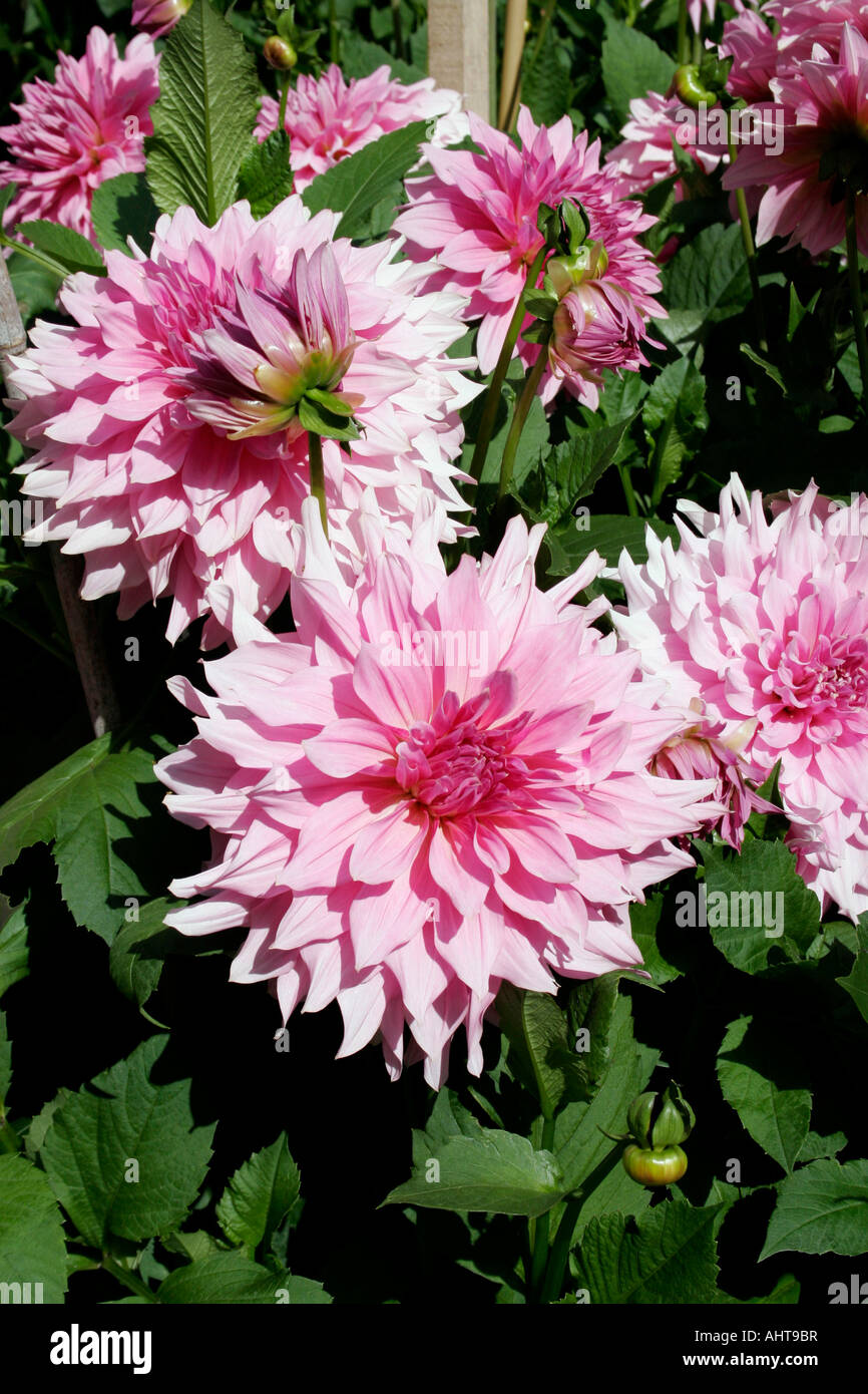 Dahlia hamari dahlia hi-res stock photography and images - Alamy