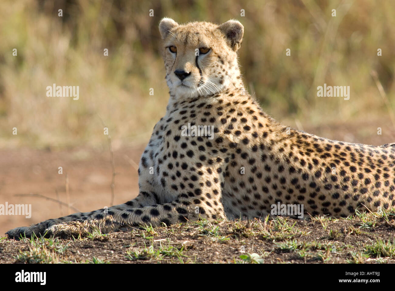 Cheetah pose hi-res stock photography and images - Alamy