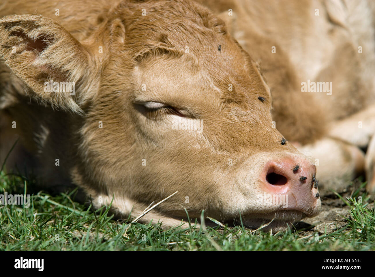 Sleeping newborn calf in French Pyrenees Stock Photo - Alamy