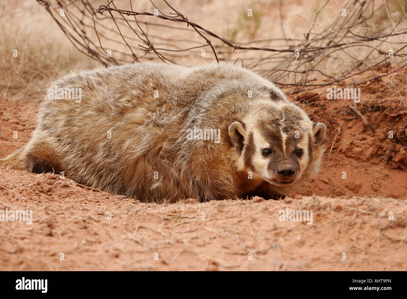 Badger digging hi-res stock photography and images - Alamy