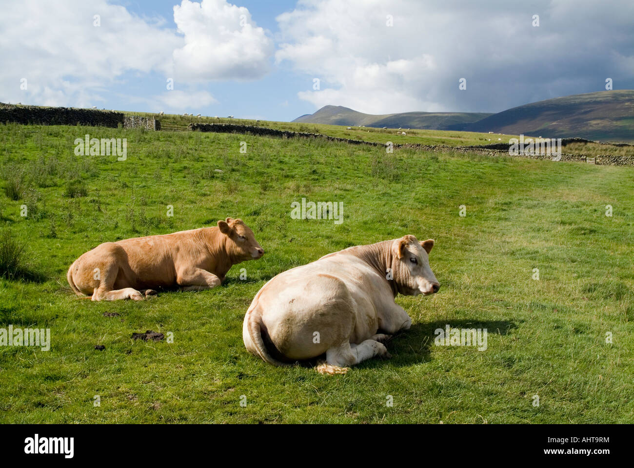 Sitting cows hi-res stock photography and images - Alamy