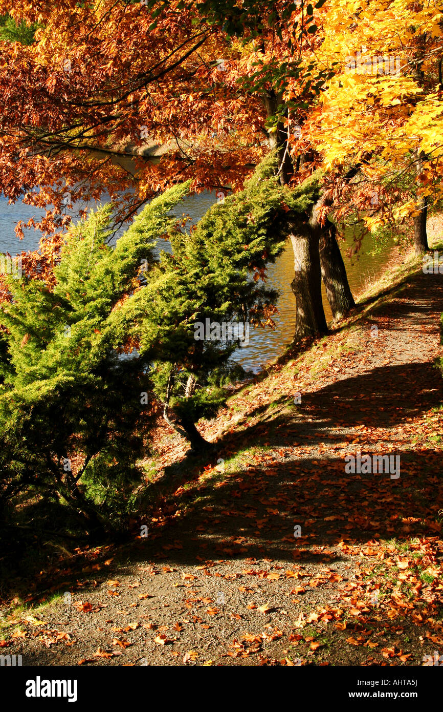 Autumn forest path by the riverside with vibrant fall foliage, green ...