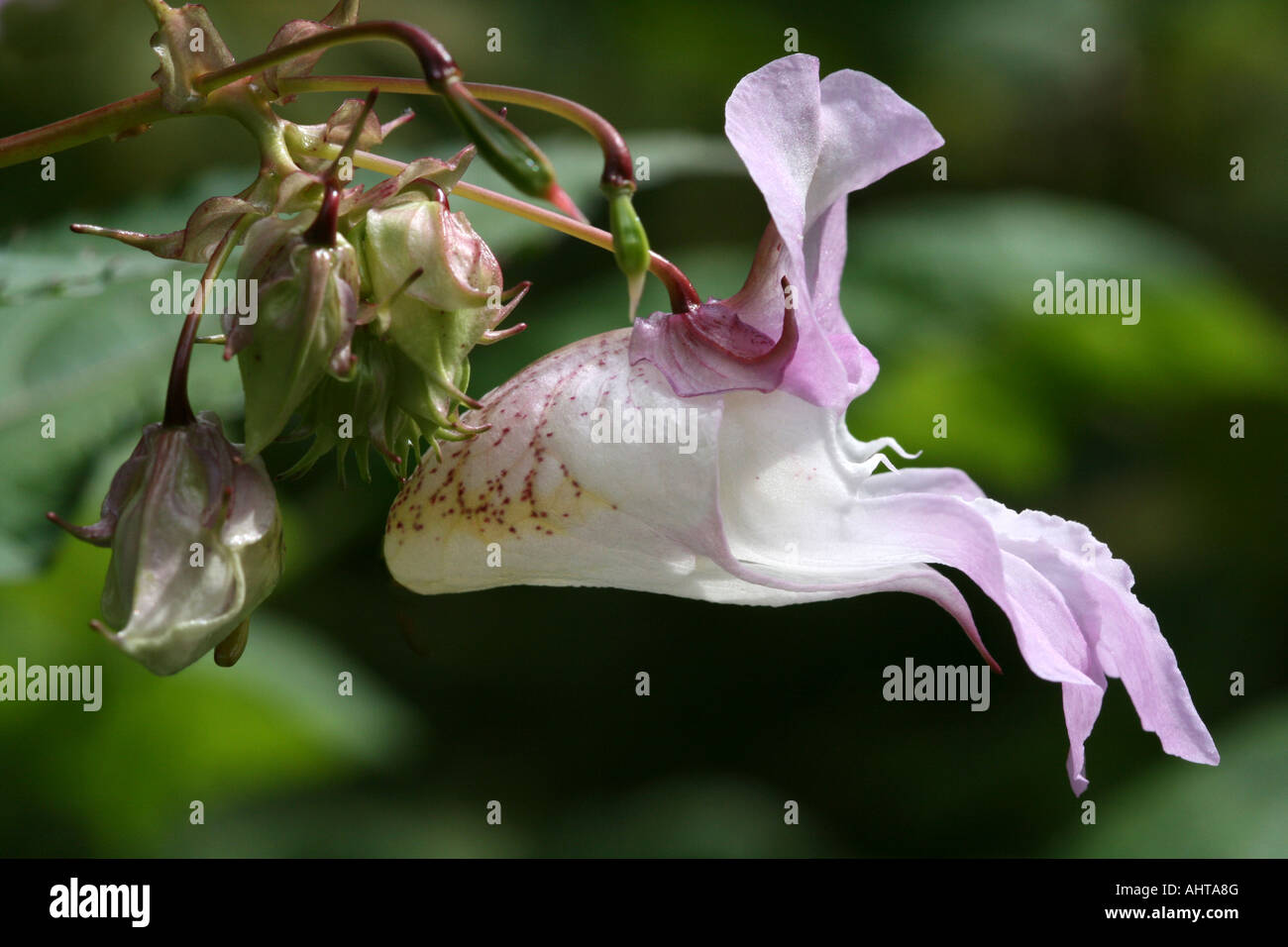 Himalayan or Indian Balsam - Impatiens Glandulifera (Balsaminaceae ...