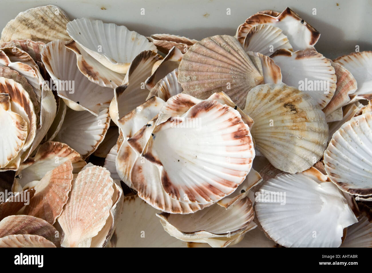 Cornish sea shell hi-res stock photography and images - Alamy