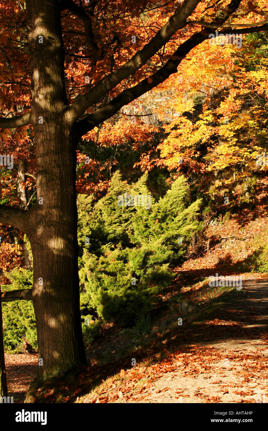 Lush greenery of foliage and leaves hi-res stock photography and images ...