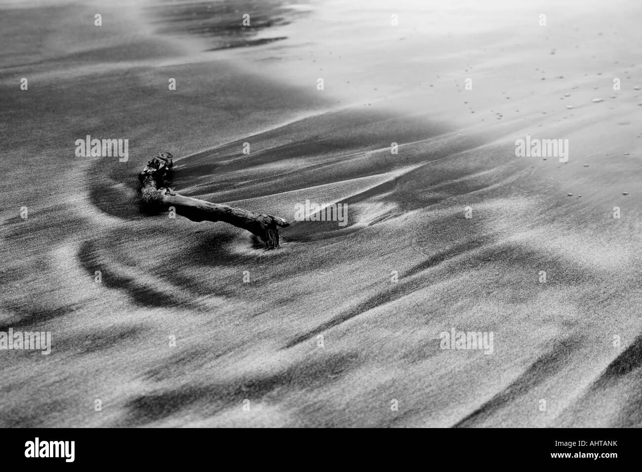 Tree trunk drawing in the sand, helped by the sea Stock Photo - Alamy