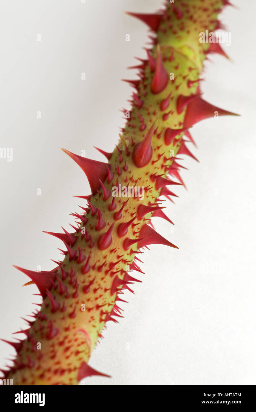A rose tree (Rosa sp) stem with its numerous sharp red thorns. Tige de ...