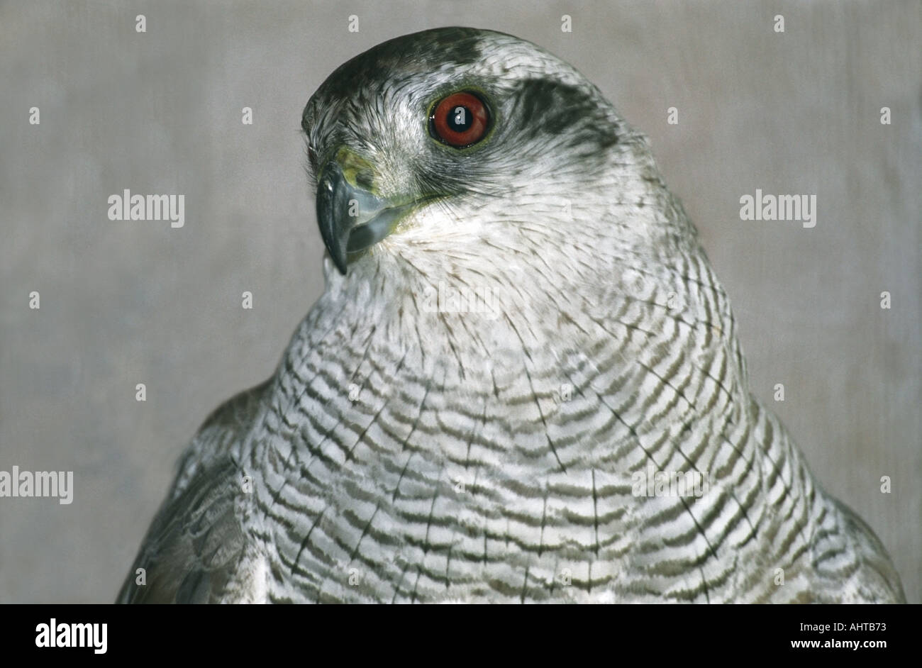 A hawk Altai Russia Stock Photo - Alamy