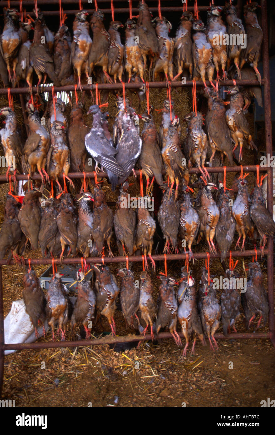 English game birds hi-res stock photography and images - Alamy