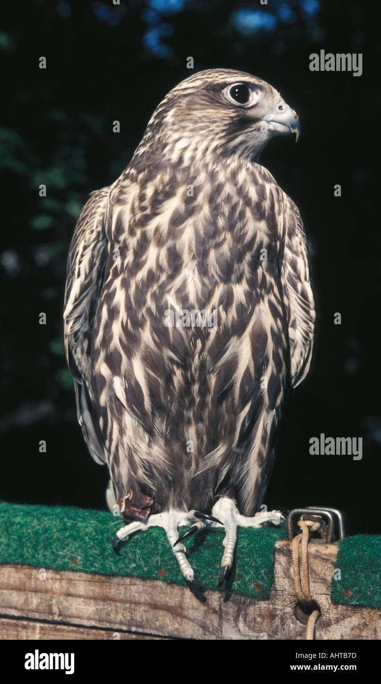 Saker falcon russia hi-res stock photography and images - Alamy