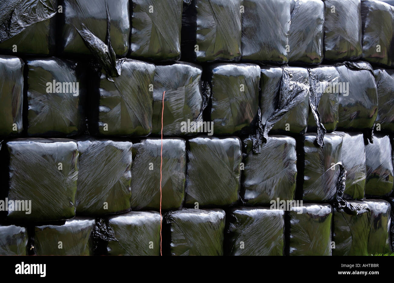 Stack of black plastic covered hay bales stored outdoors in field. West ...