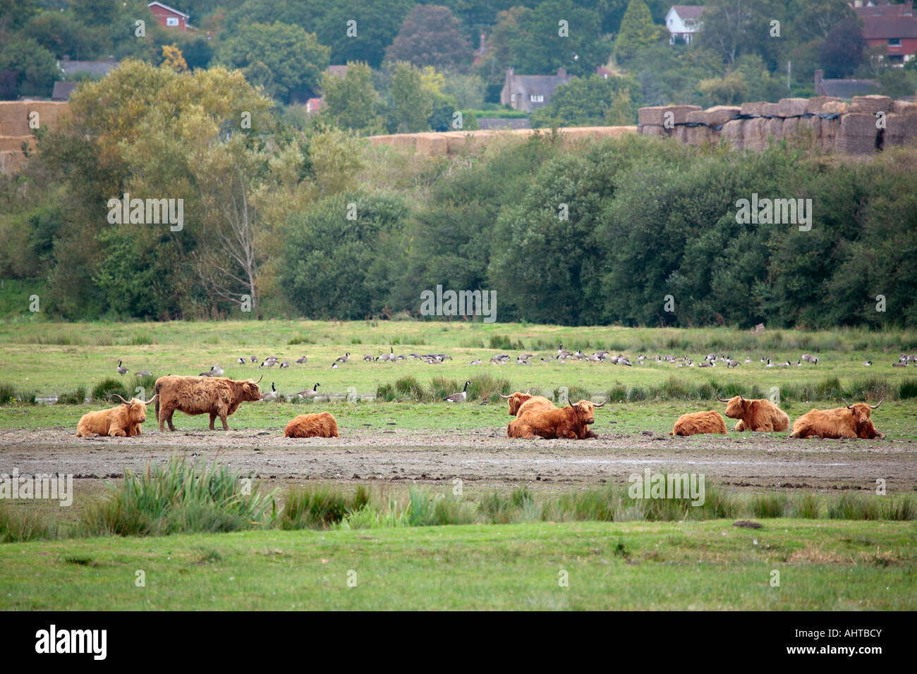 Herd cattle small horns hi-res stock photography and images - Alamy