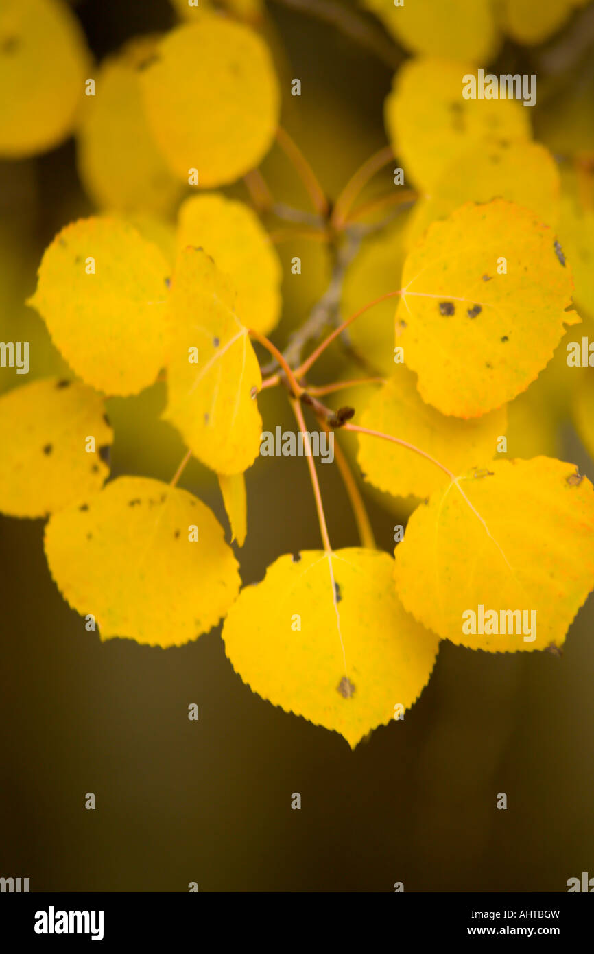 Aspen quakies leaves hi-res stock photography and images - Alamy