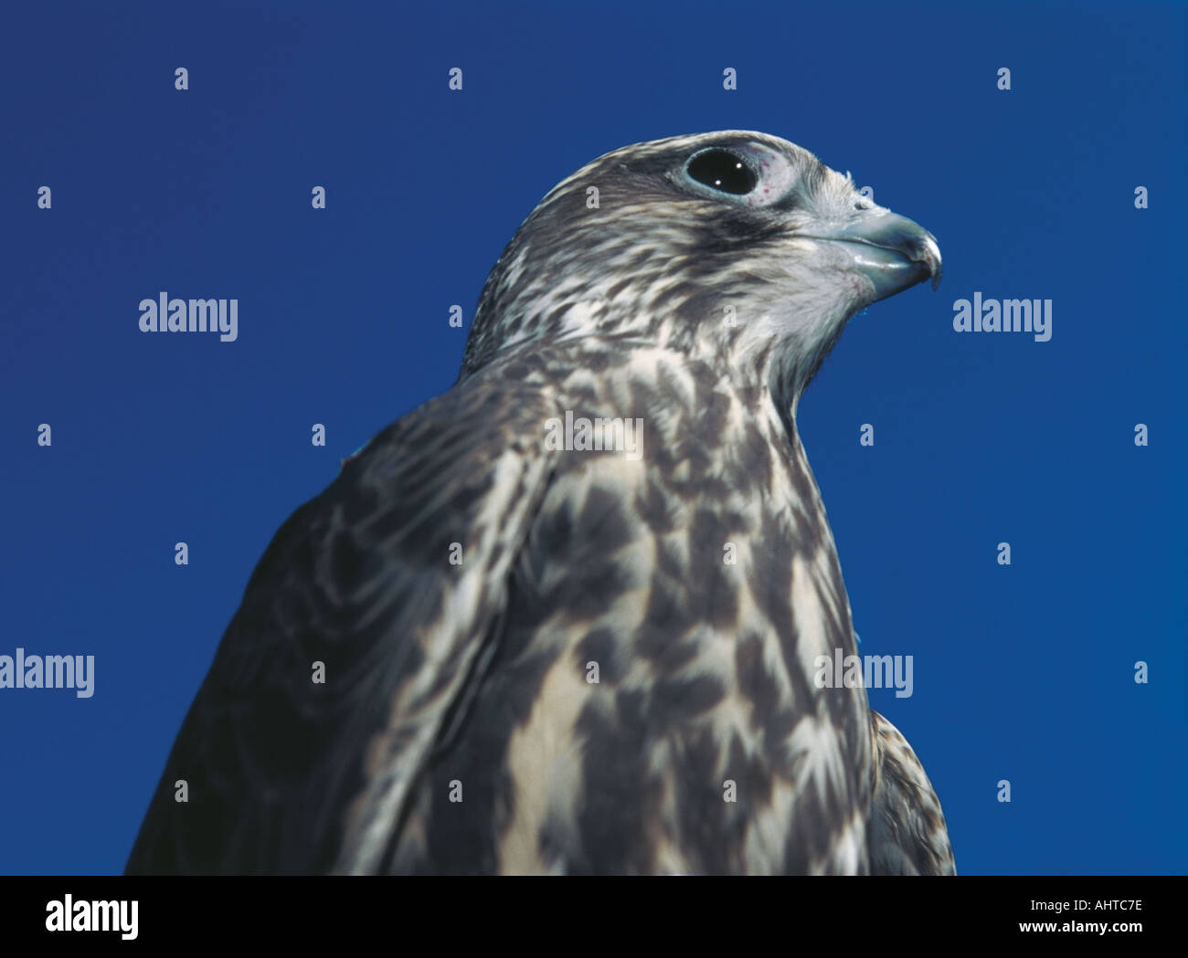 Saker falcon russia hi-res stock photography and images - Alamy