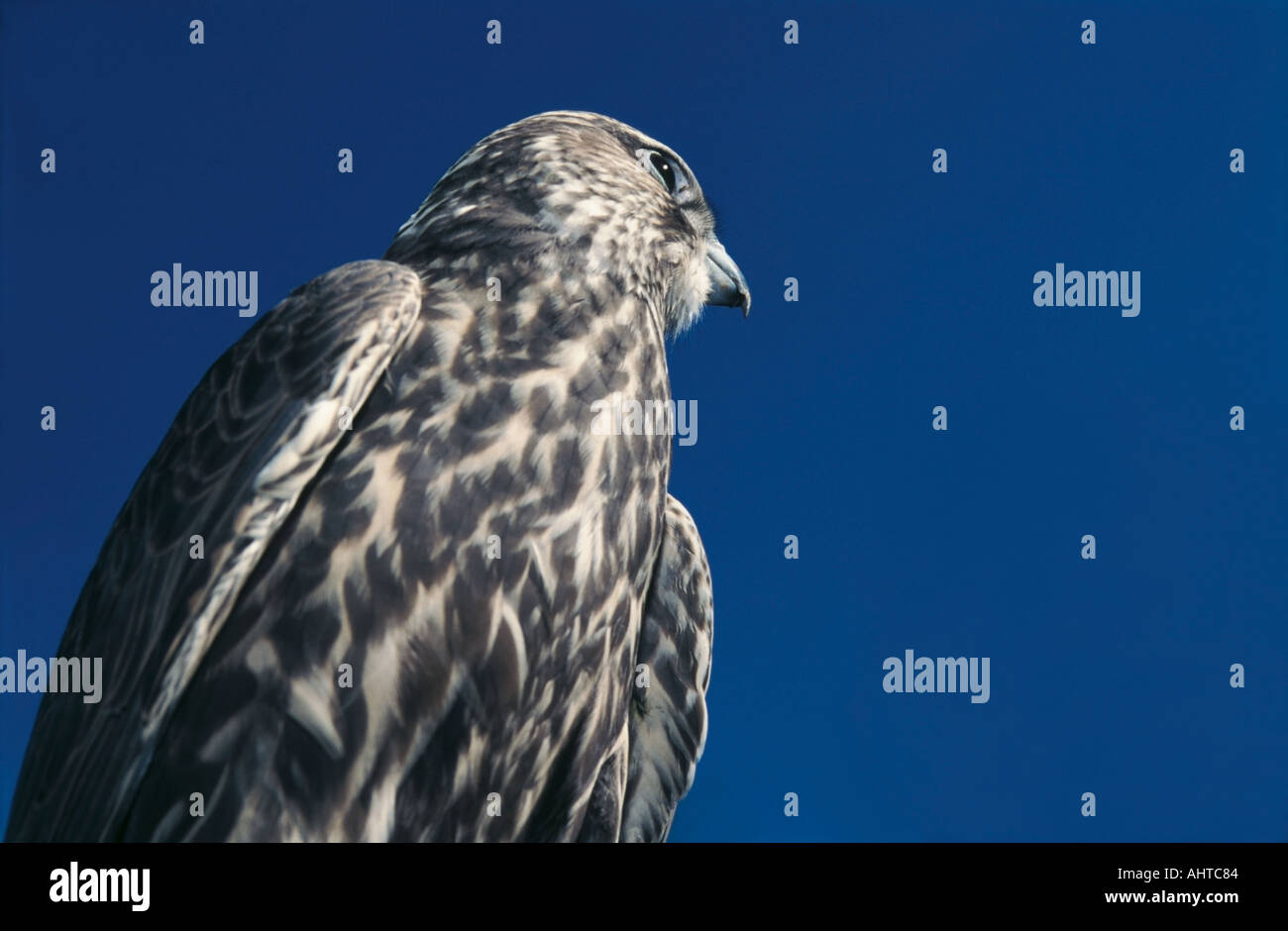 Saker falcon russia hi-res stock photography and images - Alamy