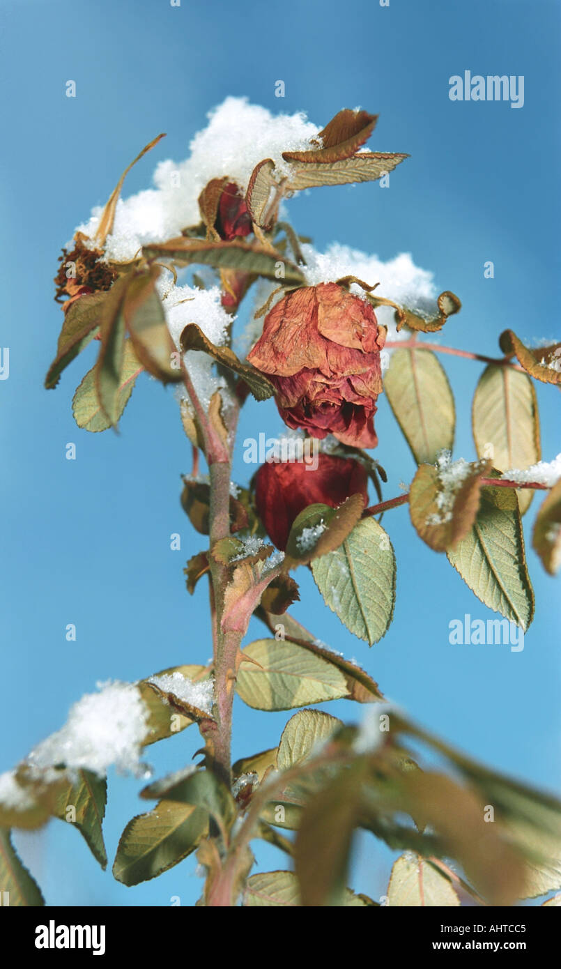 Dried rose bush covered with snow Altai Russia Stock Photo - Alamy
