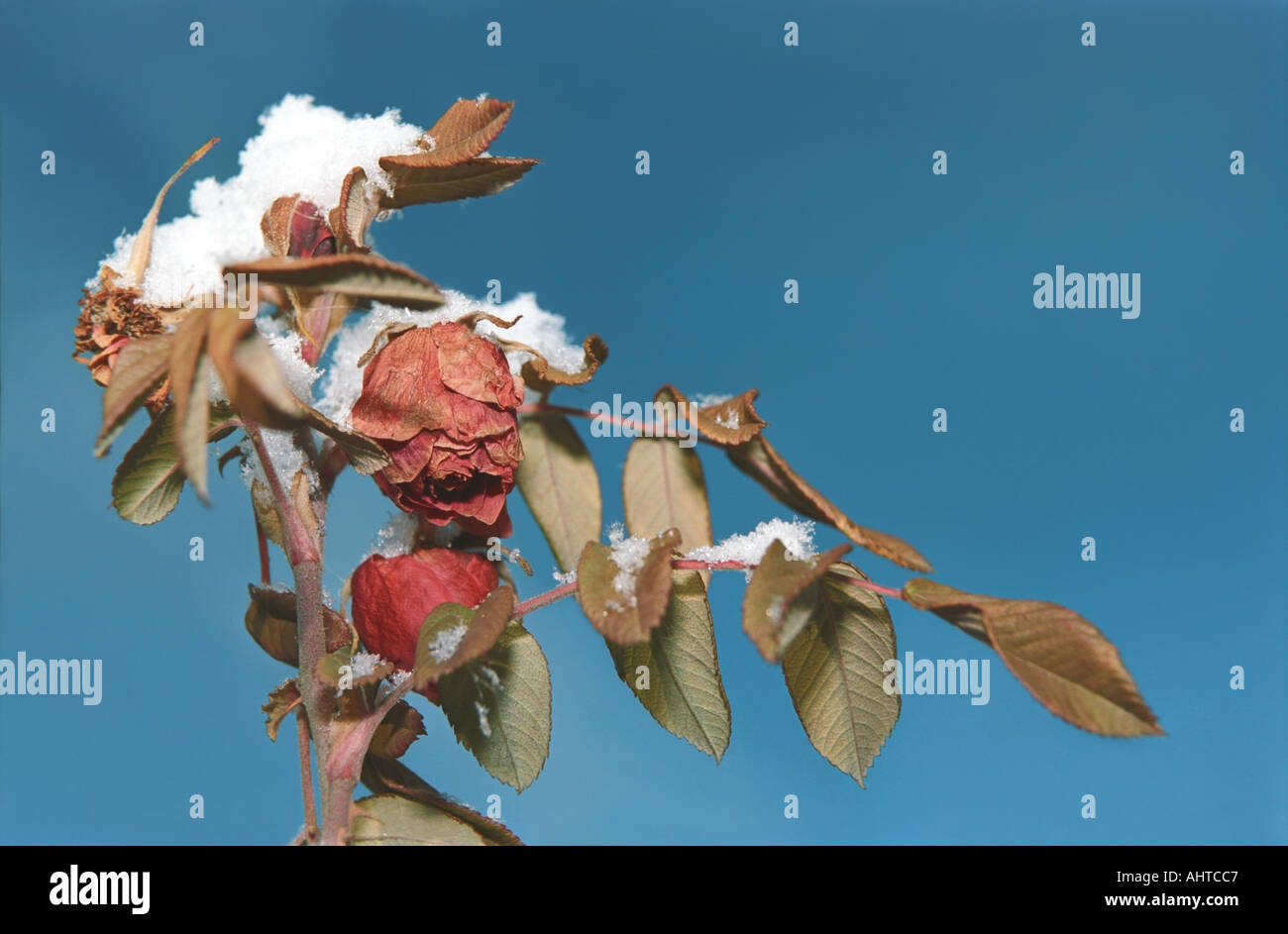 Rose bud to the left hi-res stock photography and images - Alamy