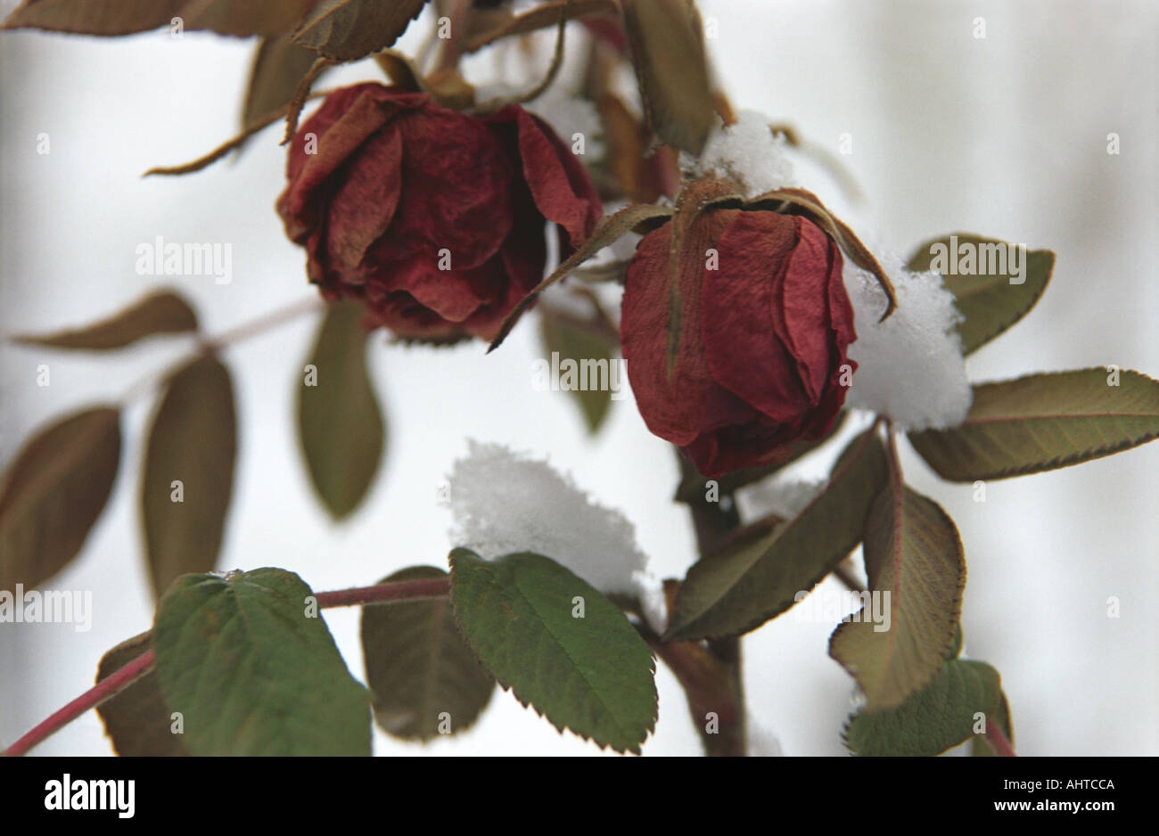 Dried rose bush covered with snow Altai Russia Stock Photo - Alamy