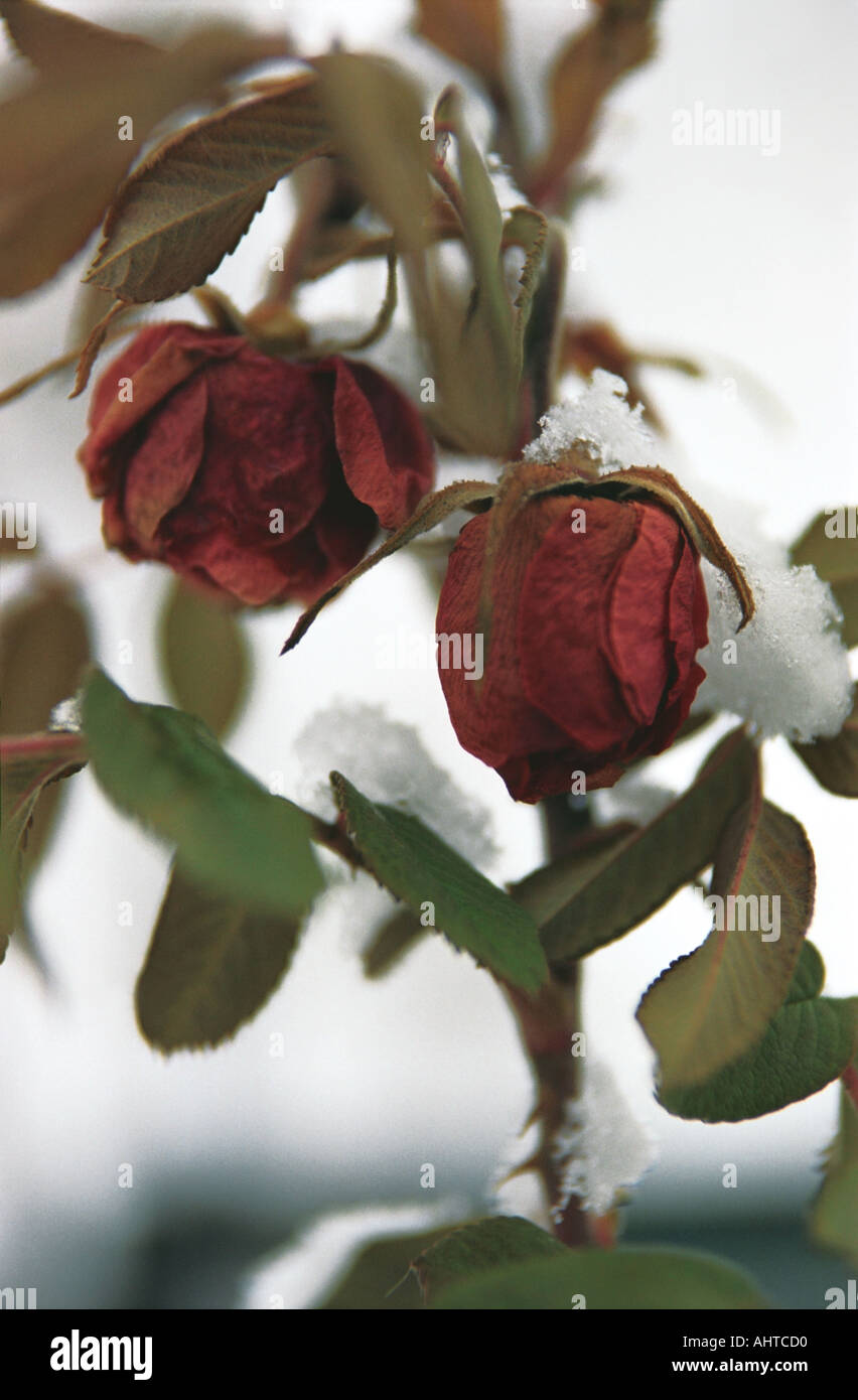 Dried rose bush covered with snow Altai Russia Stock Photo - Alamy
