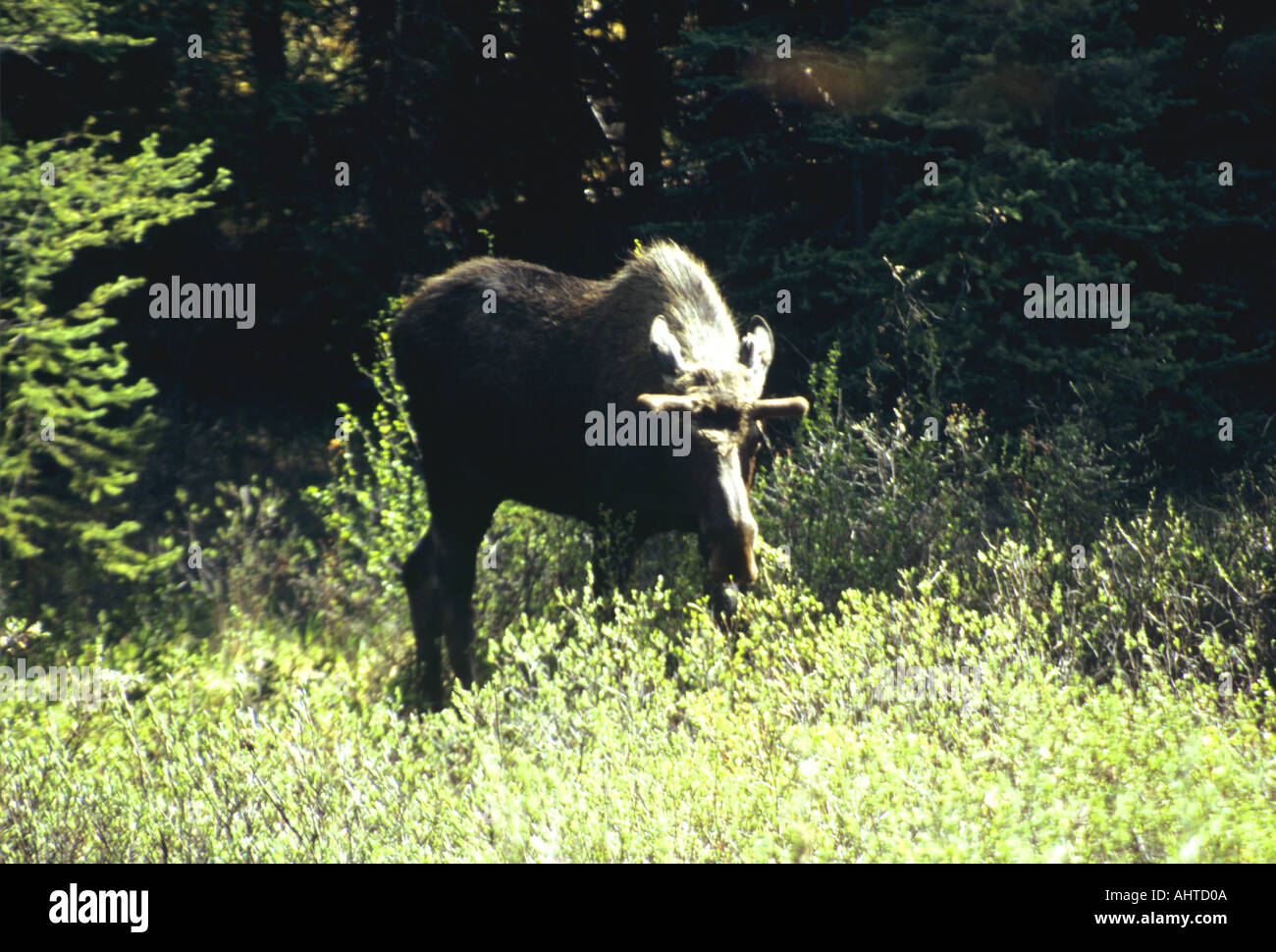 BANFF NATIONAL PARK Alberta CANADA June Moose Alces alces the largest ...