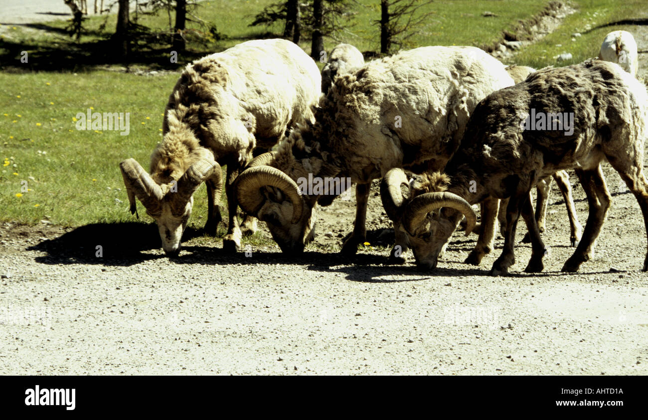 BANFF NATIONAL PARK Alberta CANADA June Big Horn Sheep Ovis canadensis ...