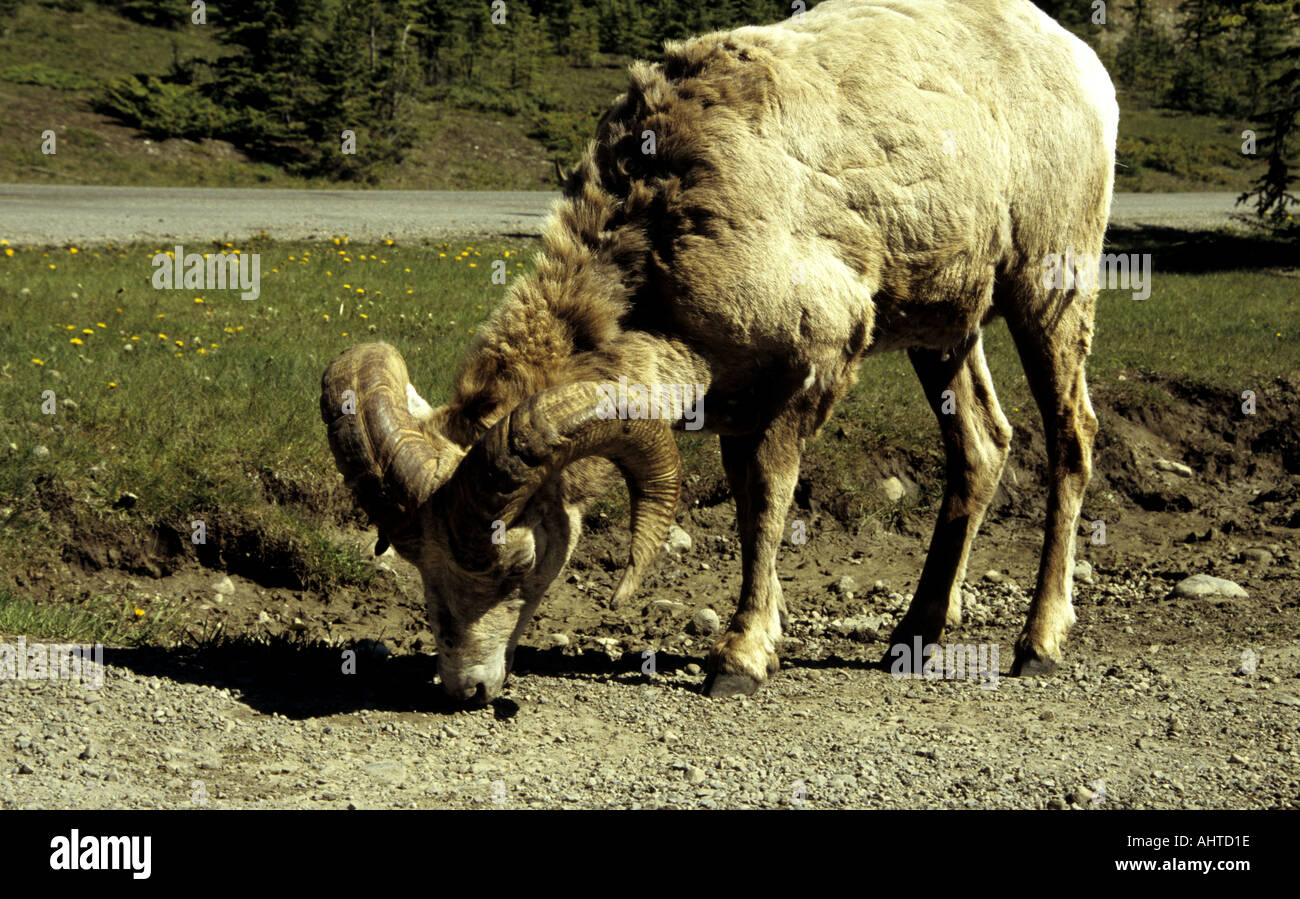 BANFF NATIONAL PARK Alberta CANADA June Big Horn Sheep Ovis canadensis ...