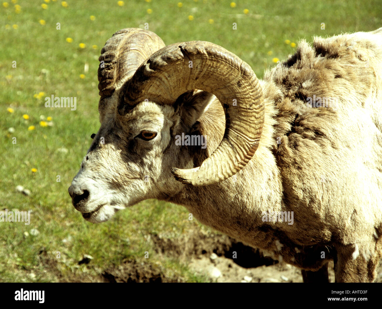 BANFF NATIONAL PARK Alberta CANADA June Big Horn Sheep Ovis canadensis ...