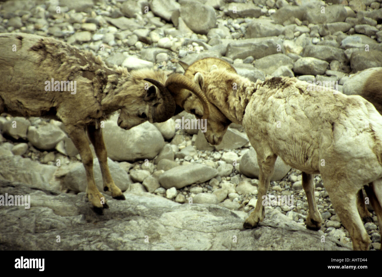 BANFF NATIONAL PARK Alberta CANADA June Big Horn Sheep Ovis canadensis ...