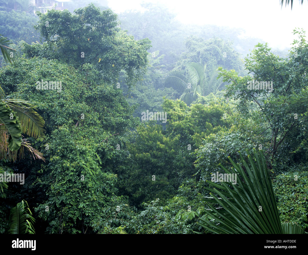 COSTA RICA August The rain sweeps across the Rain forest Stock Photo ...