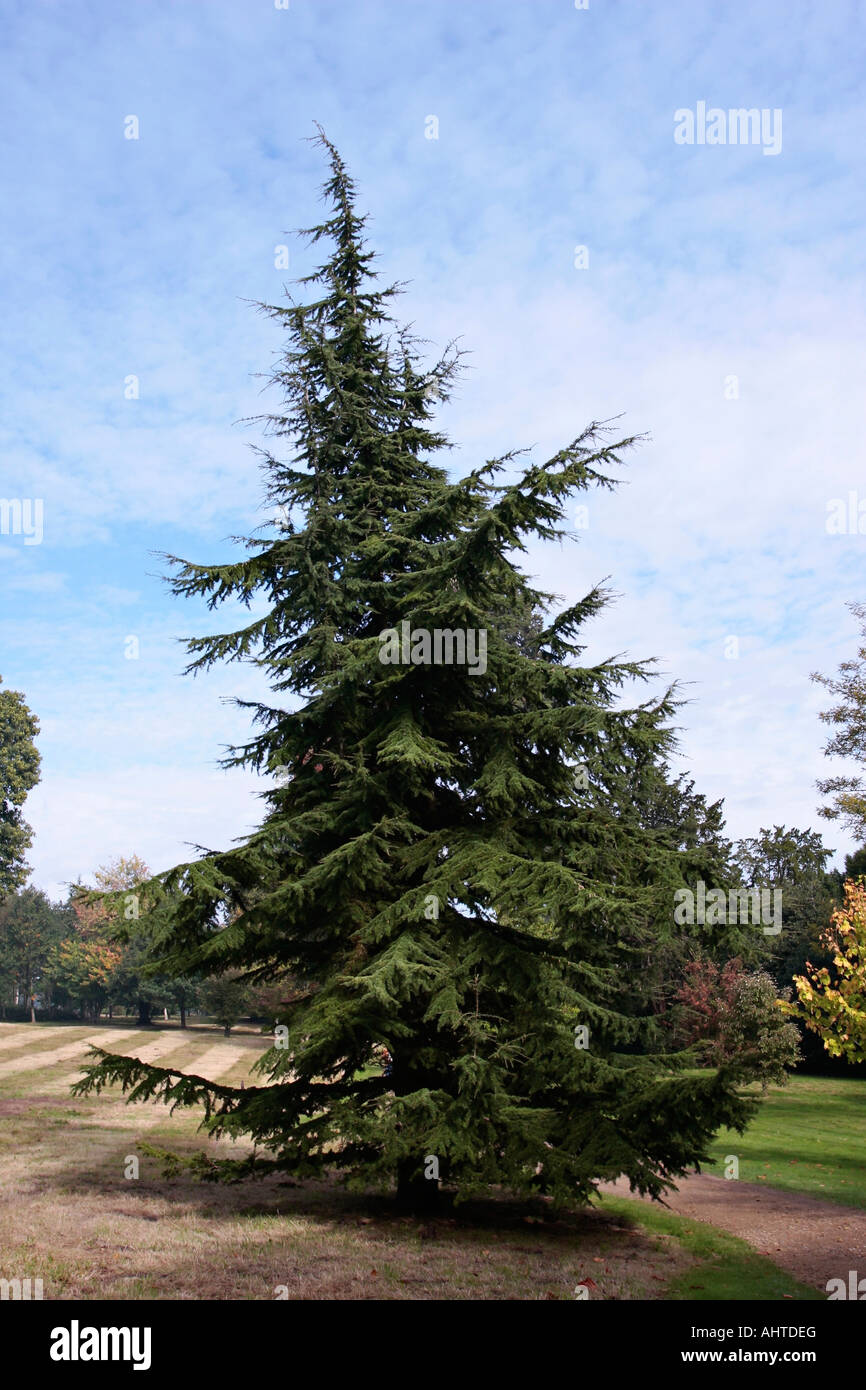 Larch tree uk hi-res stock photography and images - Alamy