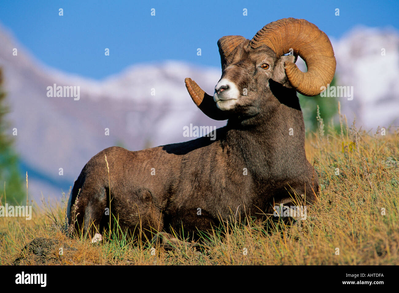 Adult sheep laying down hi-res stock photography and images - Alamy